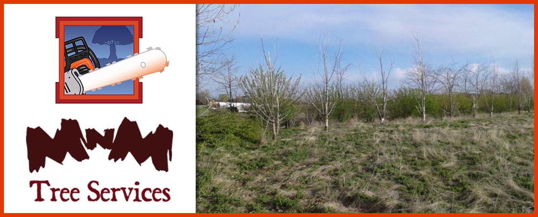 Gallery - MNM Tree and Shrub Service